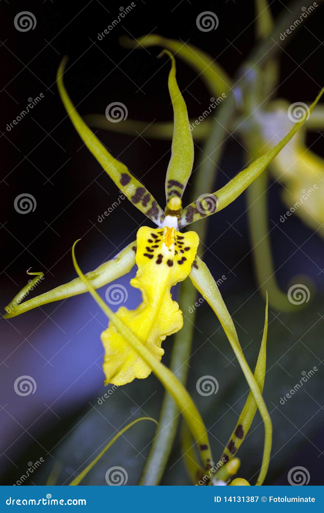 Yellow Star Orchid stock image. Image of flower, orchid - 14131387