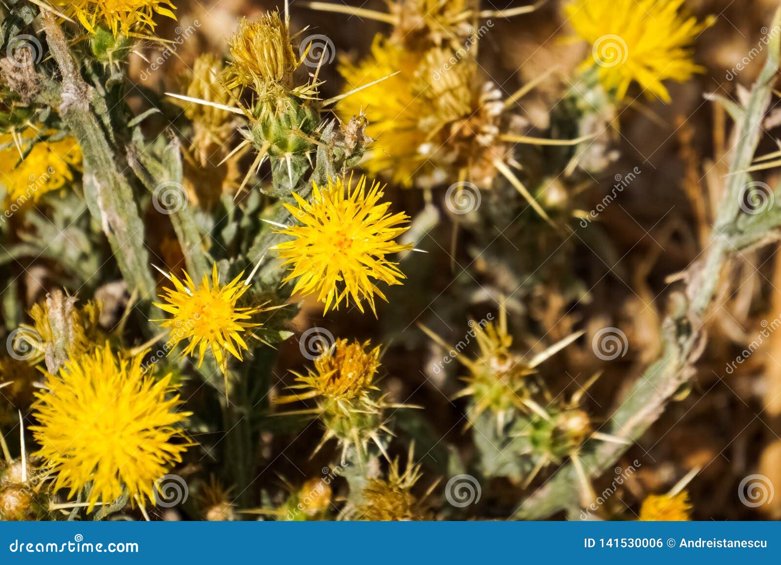 Yellow Star Thistle Centaurea Solstitialis, California Stock Photo ...