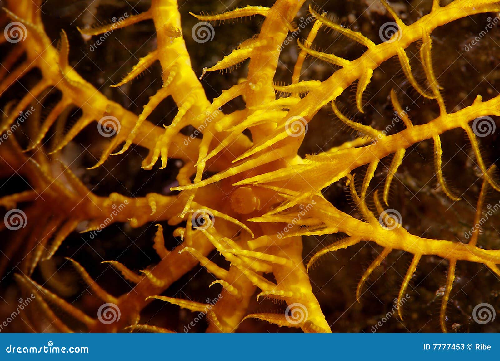 Yellow Starfish stock image. Image of environment, closeup - 7777453