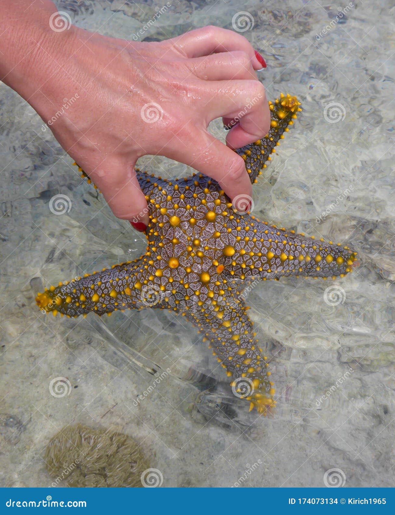 Yellow starfish in hand stock photo. Image of nature - 174073134