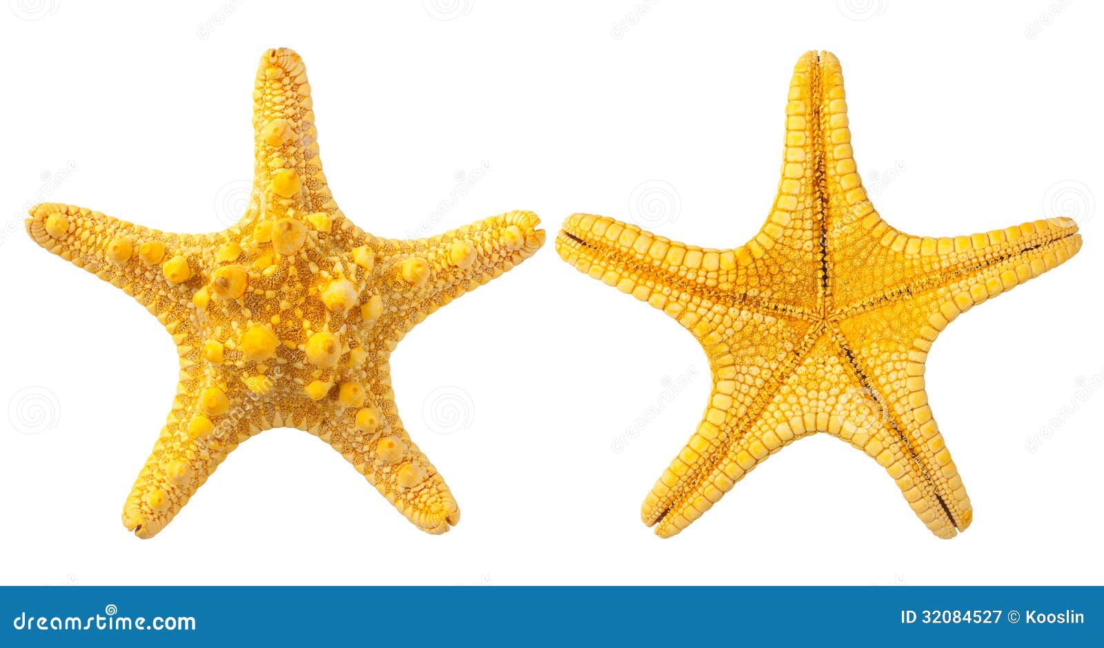 Yellow Starfish Royalty-Free Stock Image | CartoonDealer.com #62521834