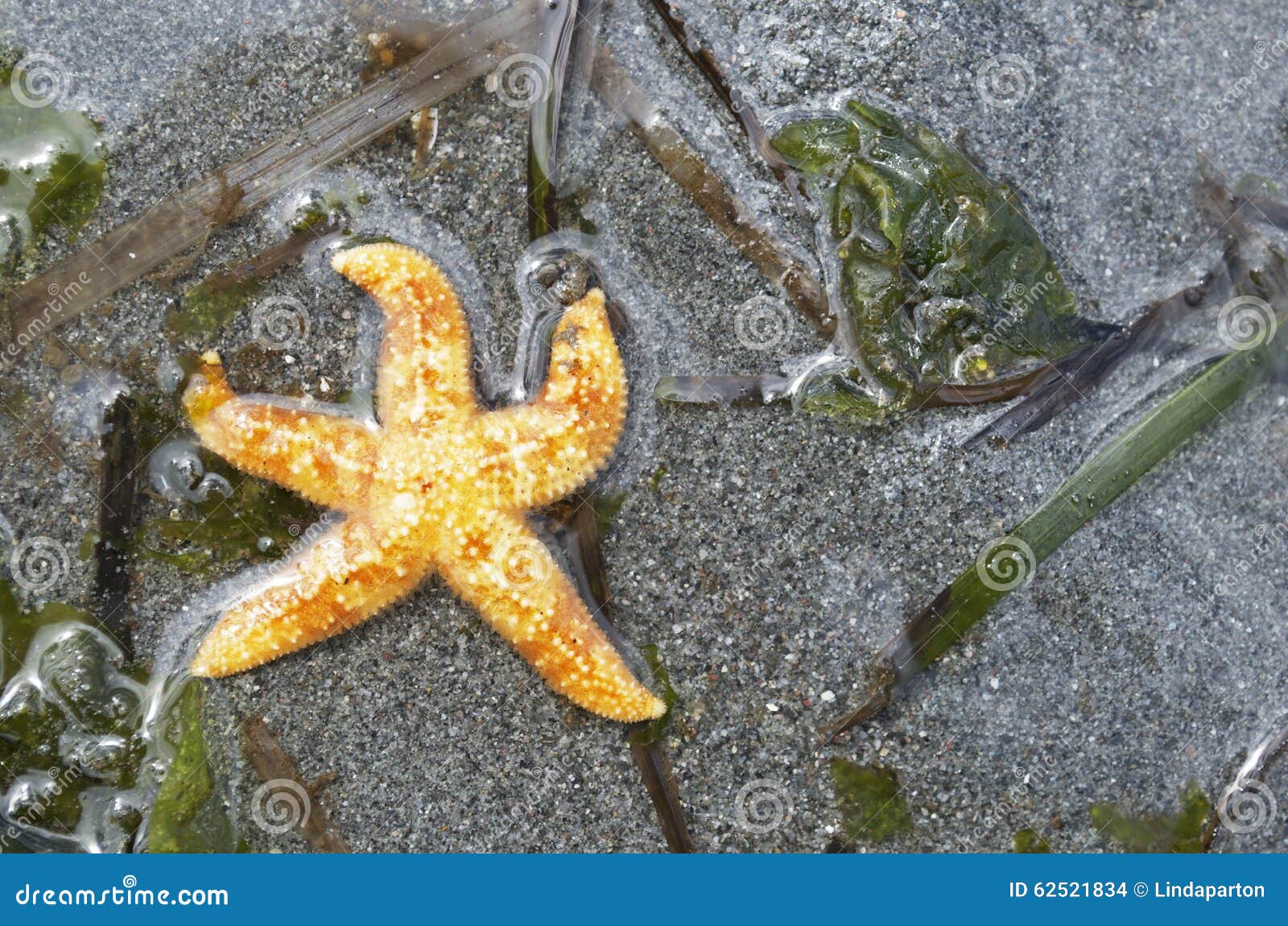 Yellow Starfish Royalty-Free Stock Image | CartoonDealer.com #62521834