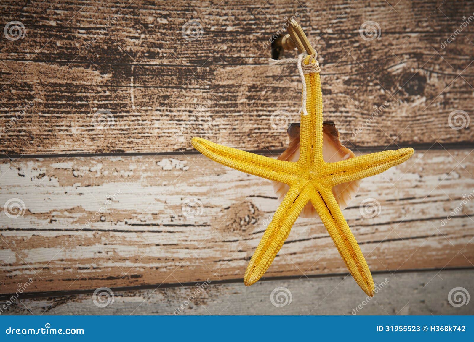 Yellow Starfish and Shell Key Holder Stock Image - Image of reef, shape ...