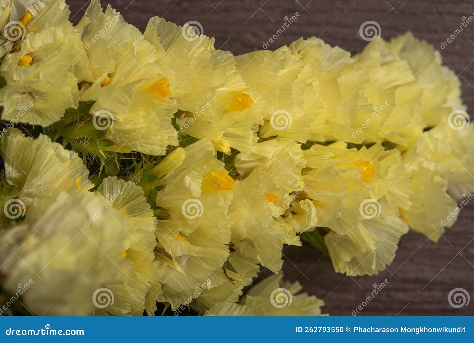 Yellow Statice Flowers on the Ground Stock Photo - Image of green ...