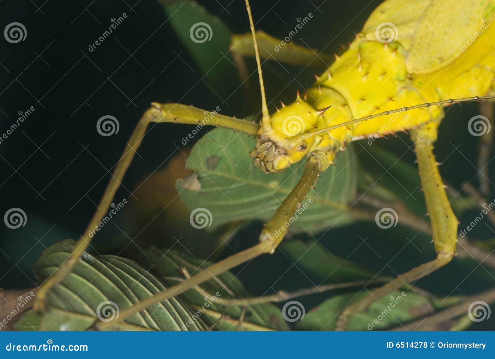 A yellow stick insect stock photo. Image of antenna, nature - 6514278