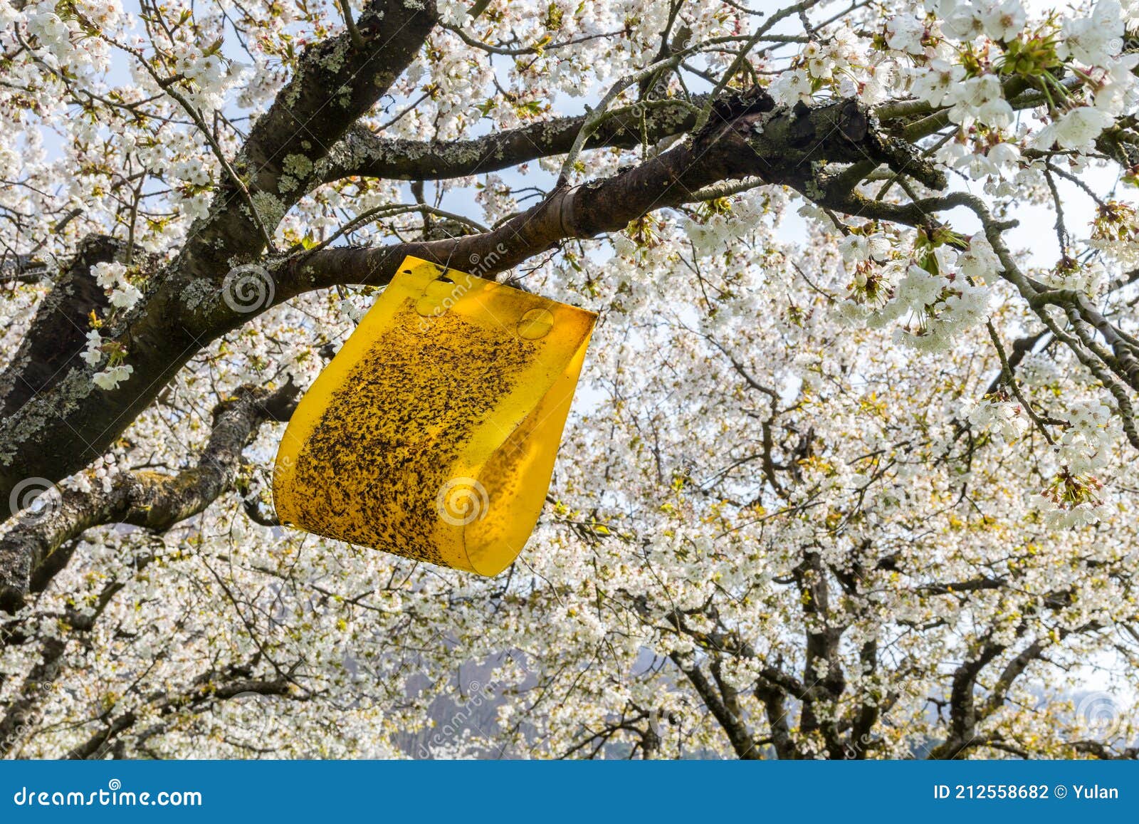 Yellow Sticky Cherry Fruit Fly Traps To Prevent Pests Stock Photo ...