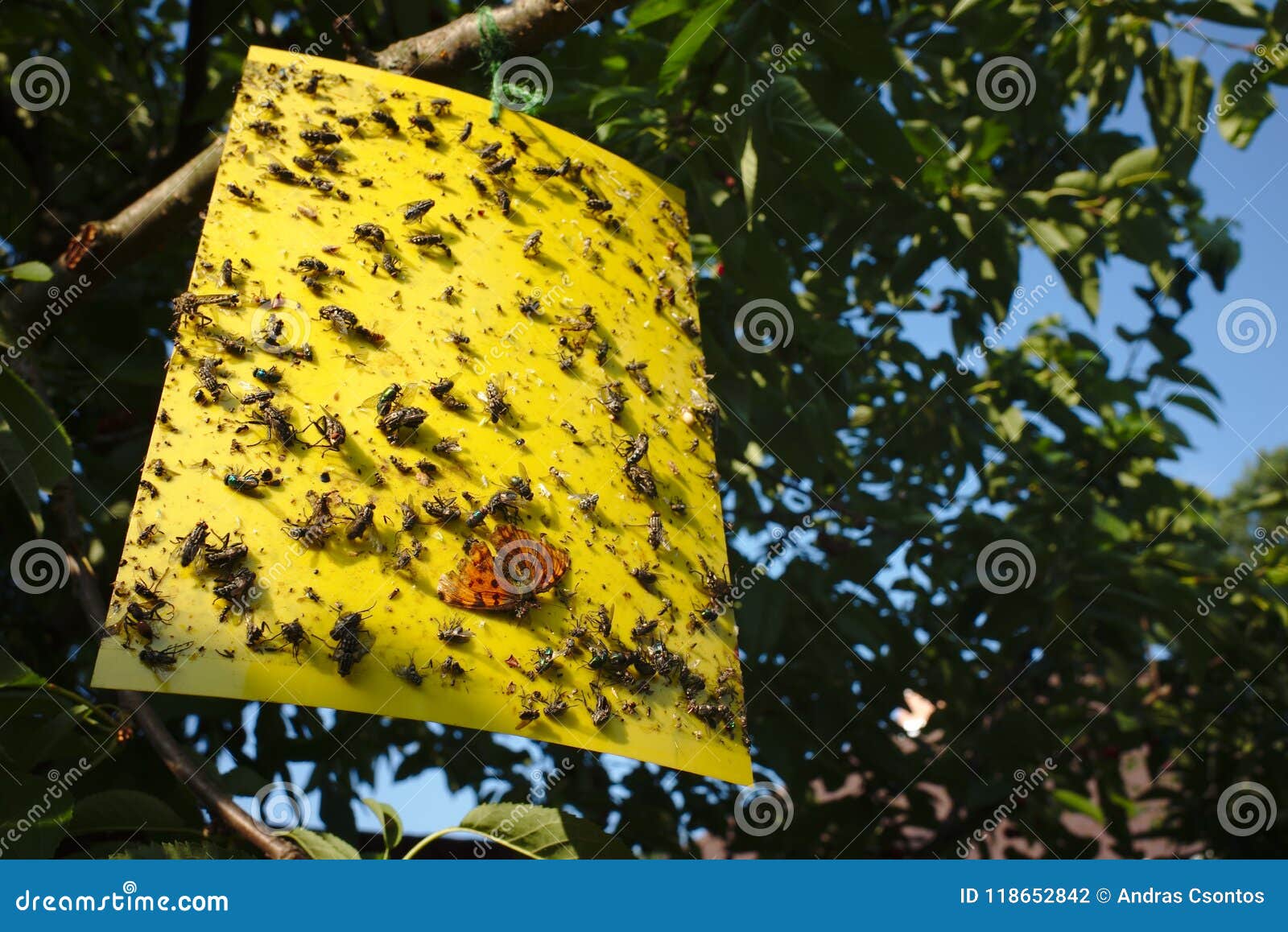 Yellow Sticky Fly Paper with Lots of Insects Hanging on a Cherry Stock ...