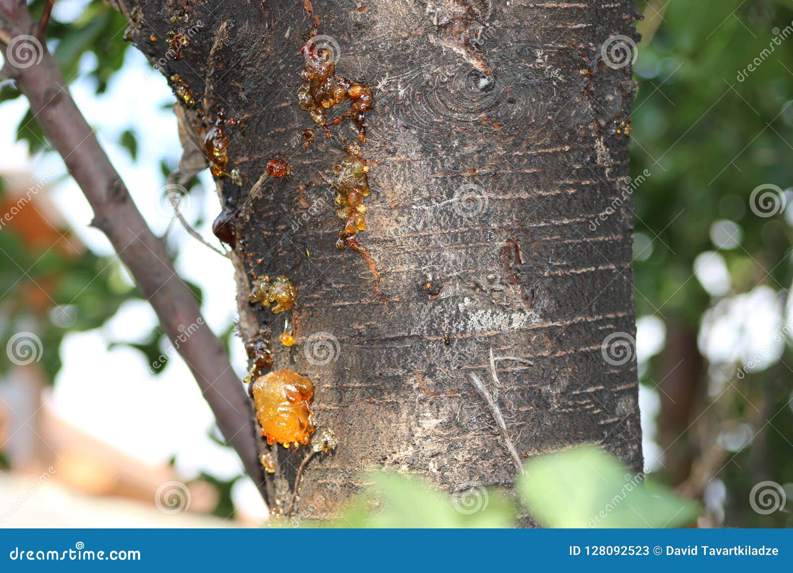 Yellow Sticky Resin on Tree Stock Image - Image of natural, bark: 128092523