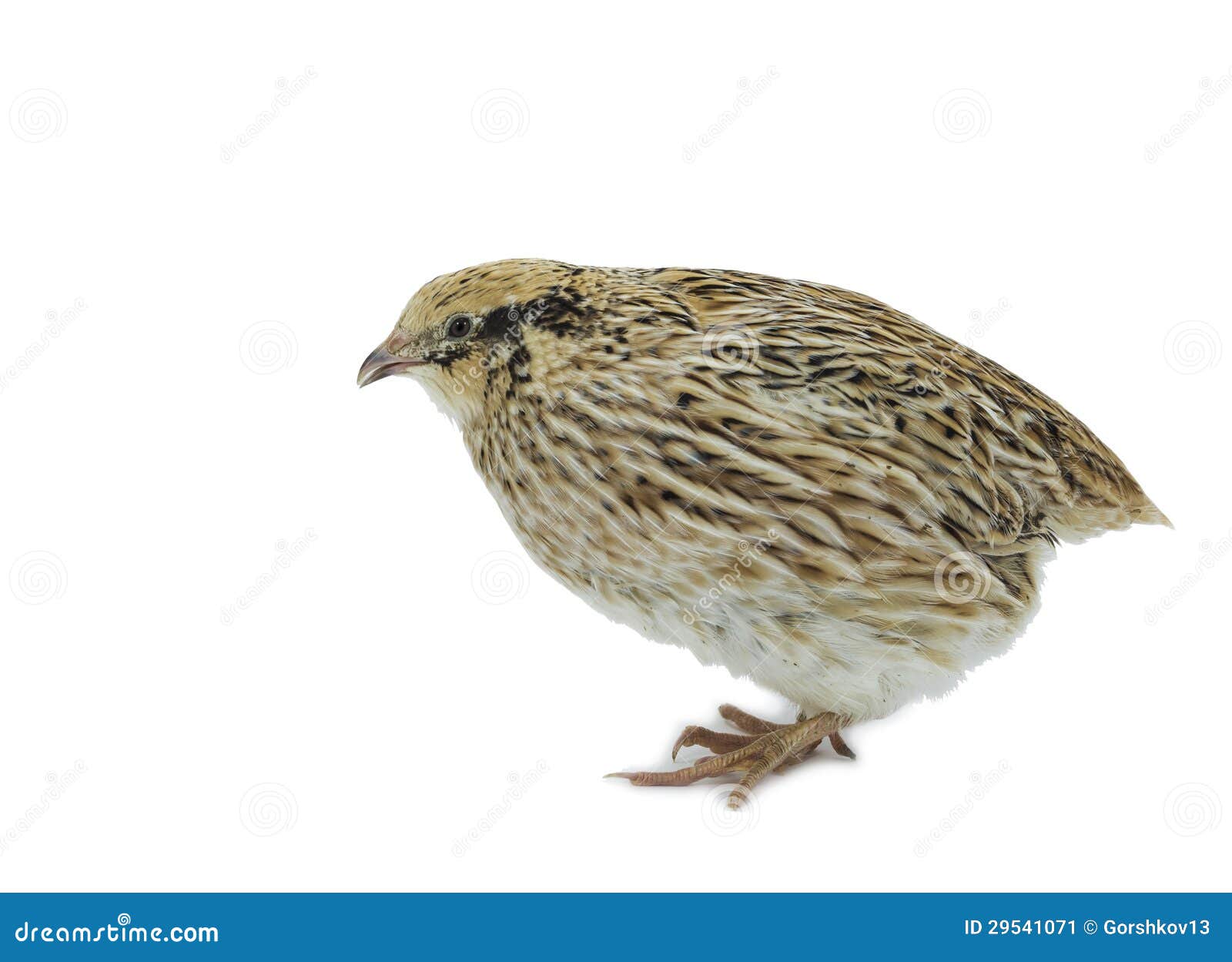 Yellow Strain of Quail on White Background Stock Image - Image of ...