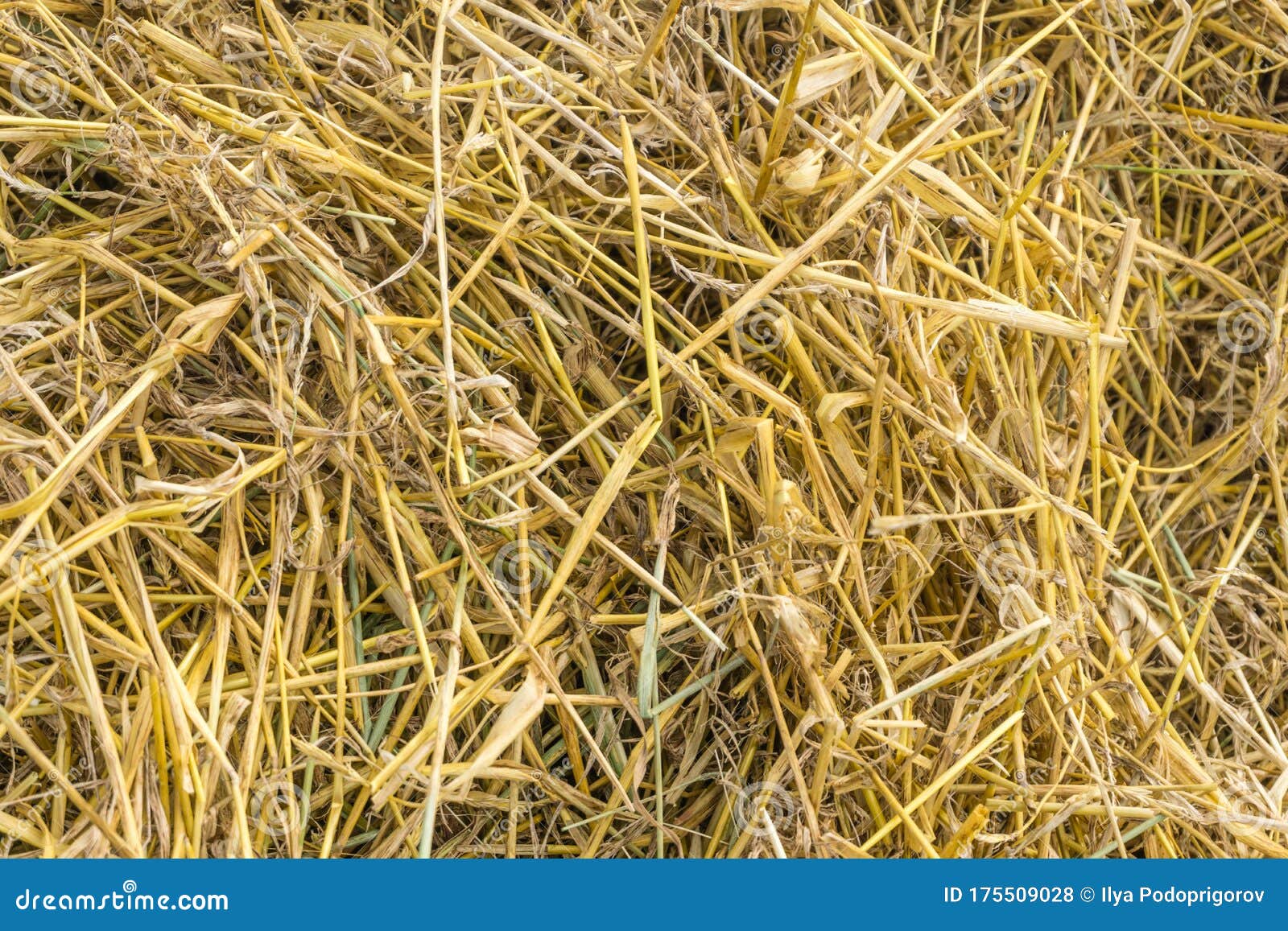 Yellow Straw Background Texture, Thatch Heap, Dried Grass Texture, Hay ...