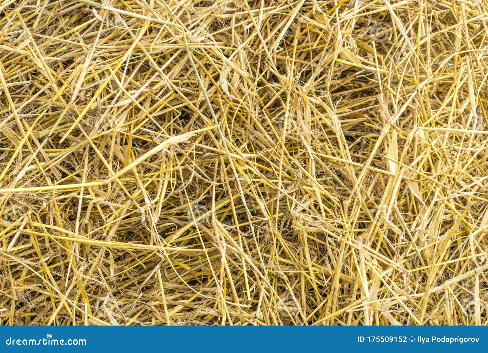 Yellow Straw Background Texture, Thatch Heap, Dried Grass Texture, Hay ...