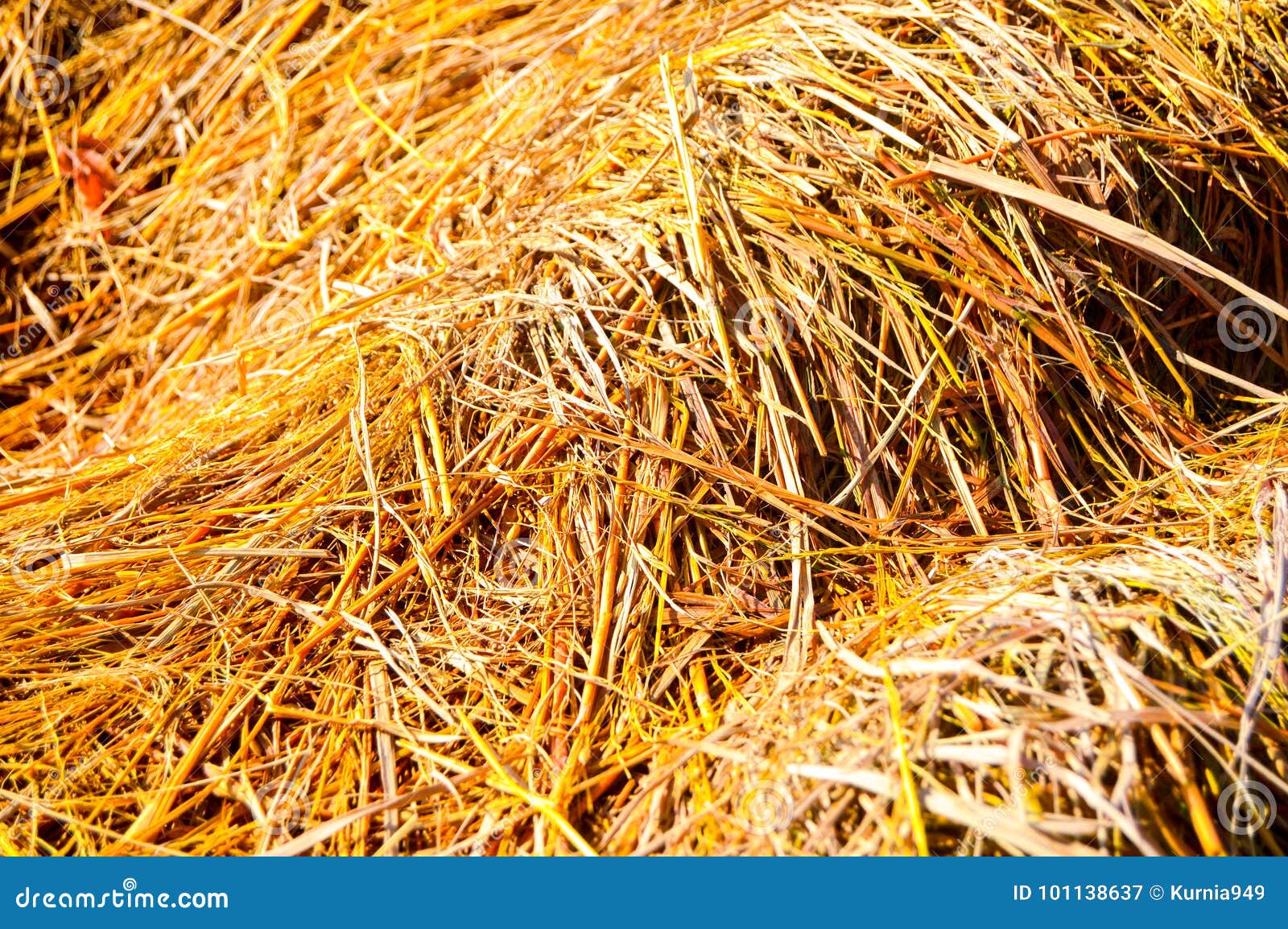 Yellow straw dry stock image. Image of crop, farmland - 101138637