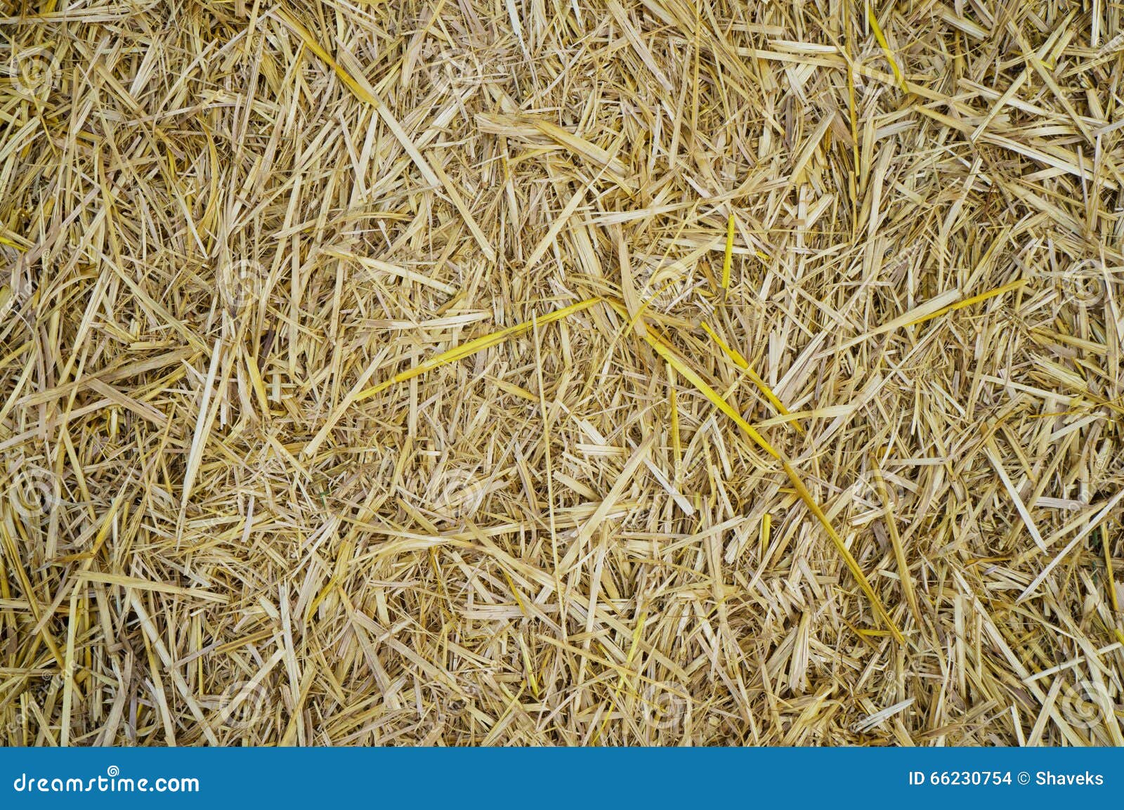 Yellow straw on the ground stock photo. Image of yellow - 66230754