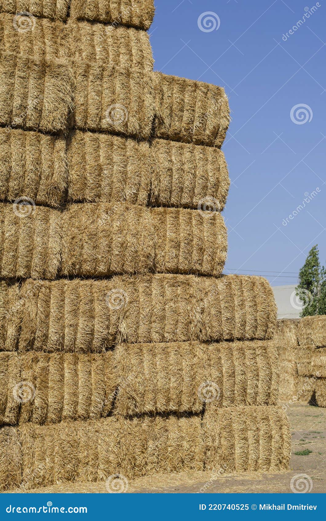 Yellow Straw in Rectangular Bales. Rectangular Stacks of Dry Hay Stock ...