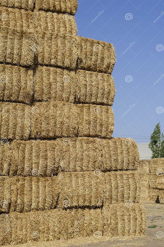 Yellow Straw in Rectangular Bales. Rectangular Stacks of Dry Hay Stock ...