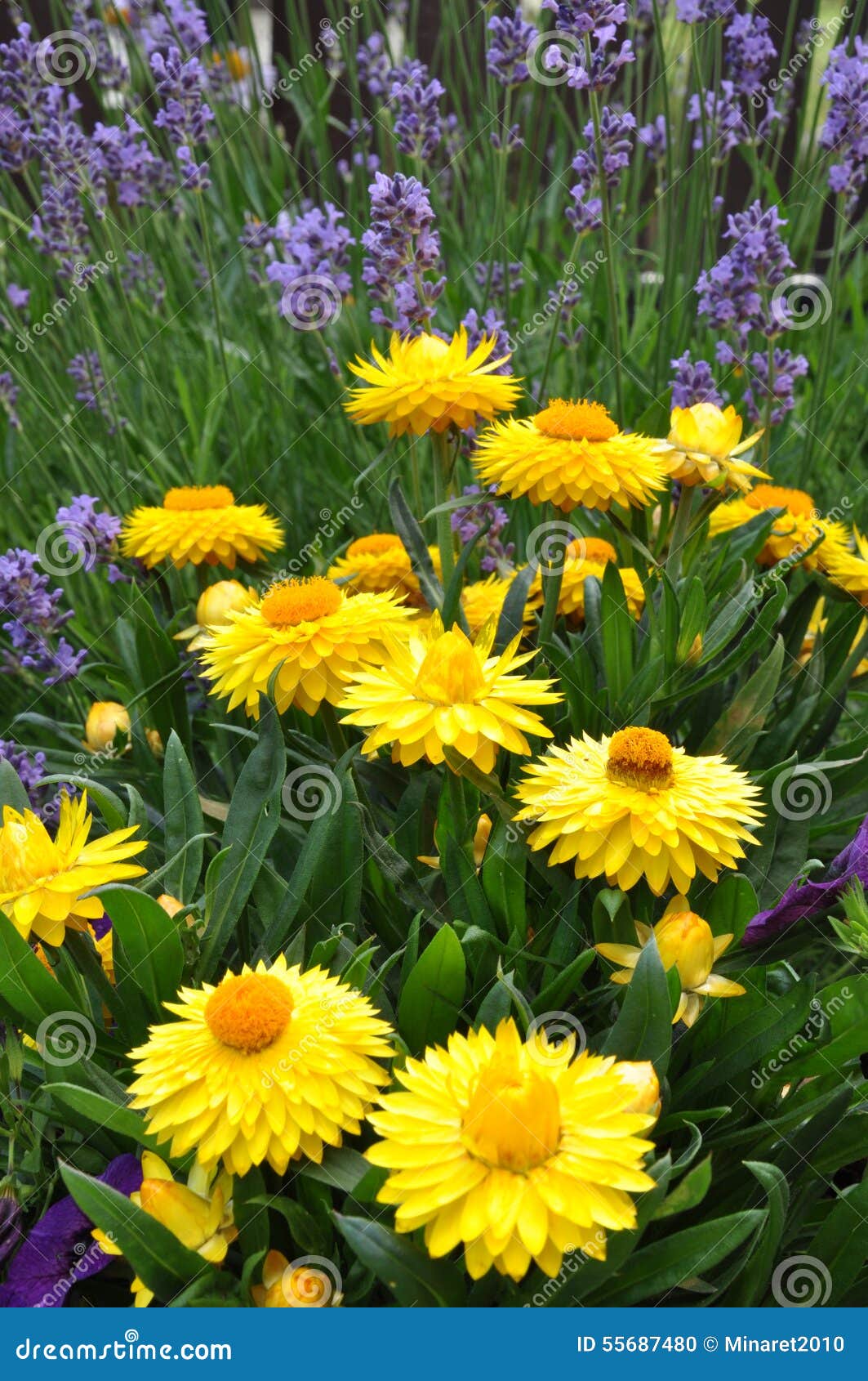 Yellow Strawflower in the Garden Stock Photo - Image of green, daylight ...