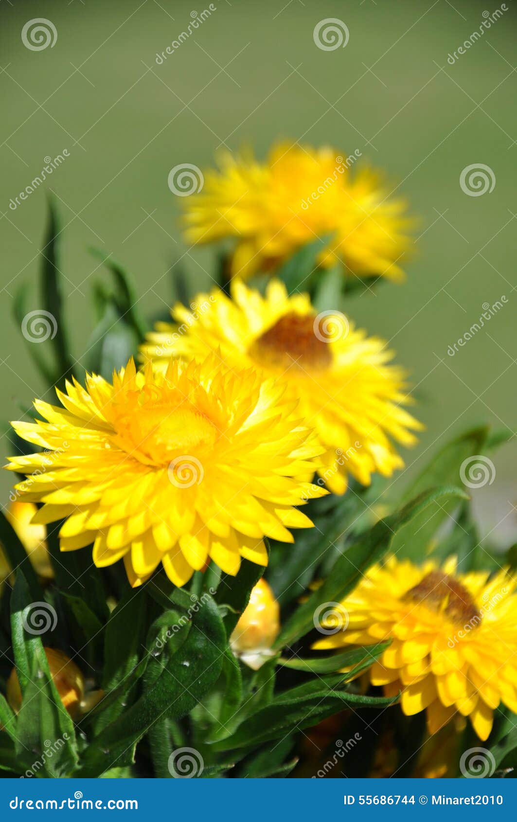 Yellow strawflowers stock photo. Image of floral, sunny - 55686744