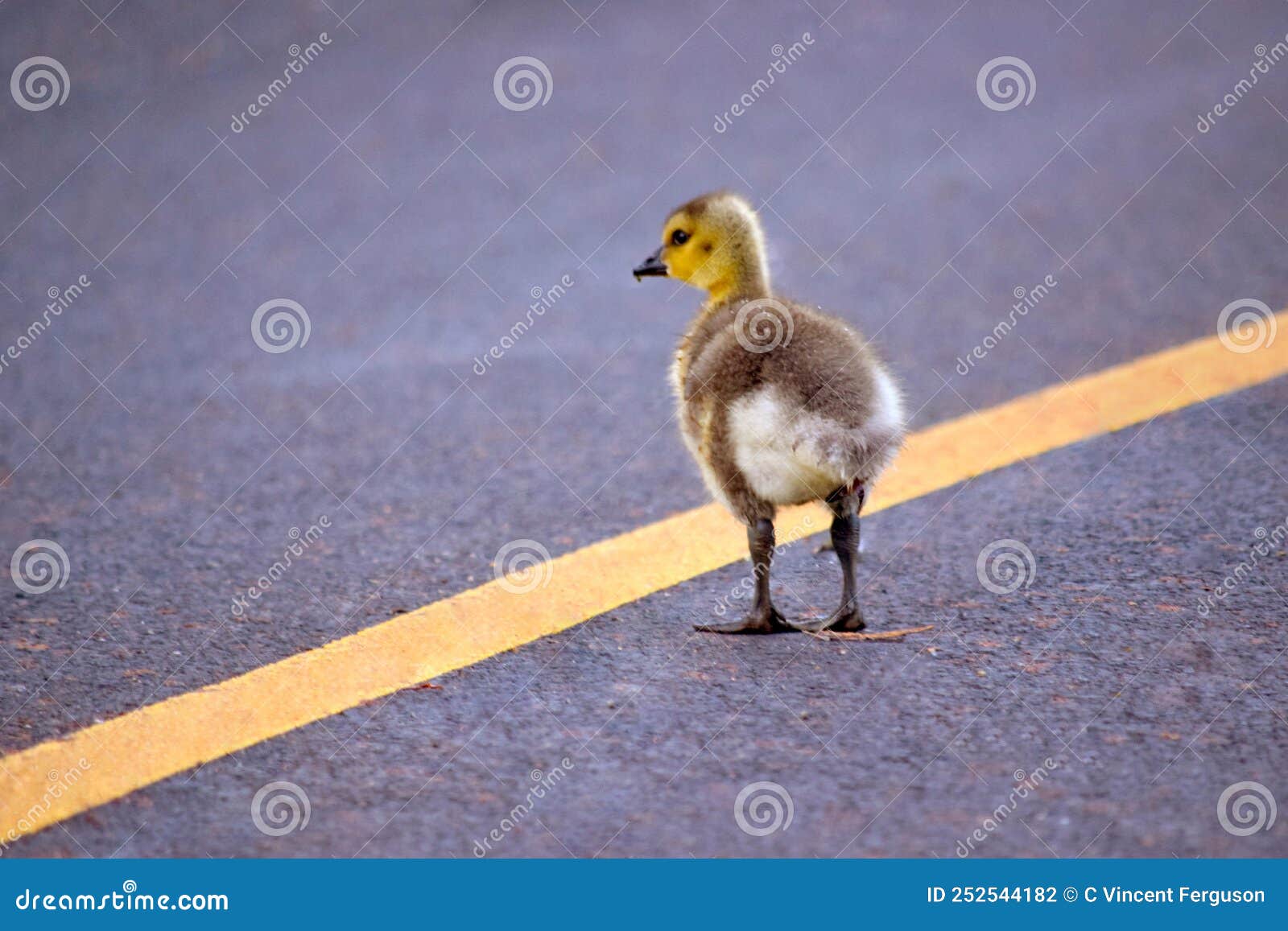 Canada Goose Yellow Stripe Gosling 02 Stock Photo - Image of canadensis ...