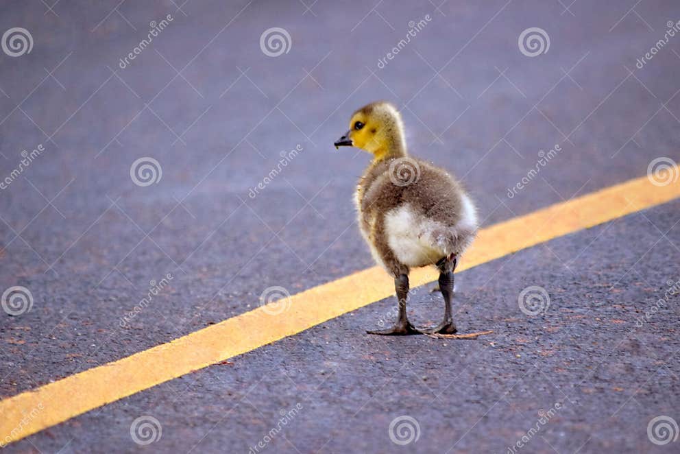 Canada Goose Yellow Stripe Gosling 02 Stock Photo - Image of canadensis ...