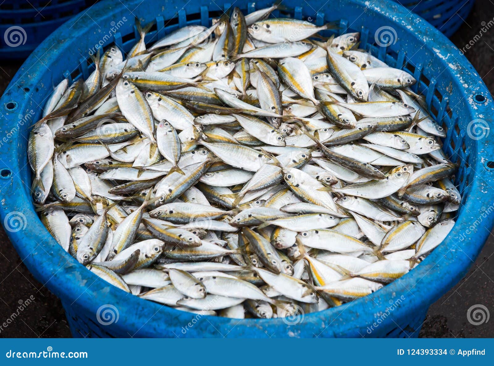 Yellow-stripe scad fish. stock photo. Image of food - 124393334