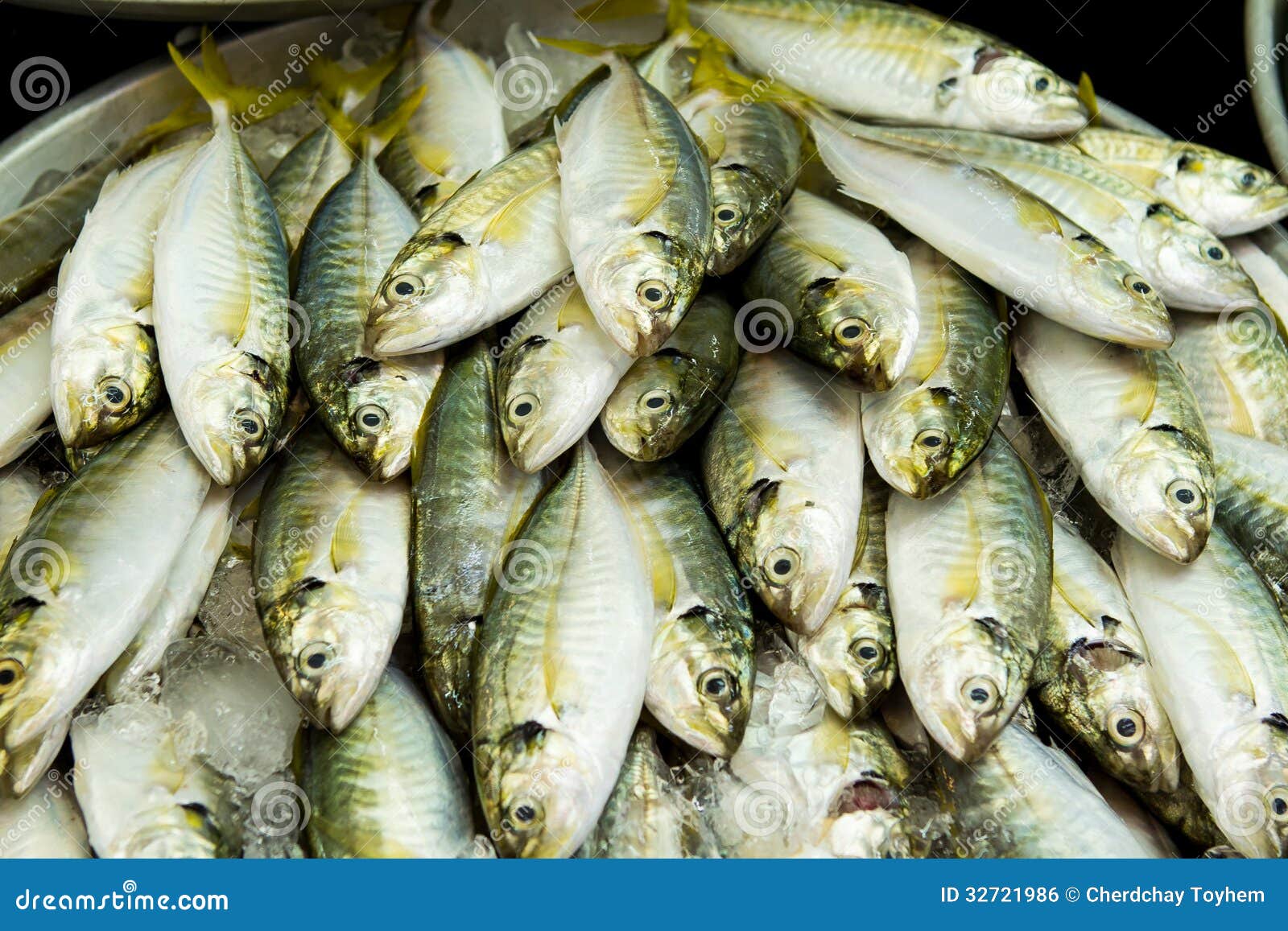 Yellow-stripe scad fresh stock photo. Image of stripe - 32721986