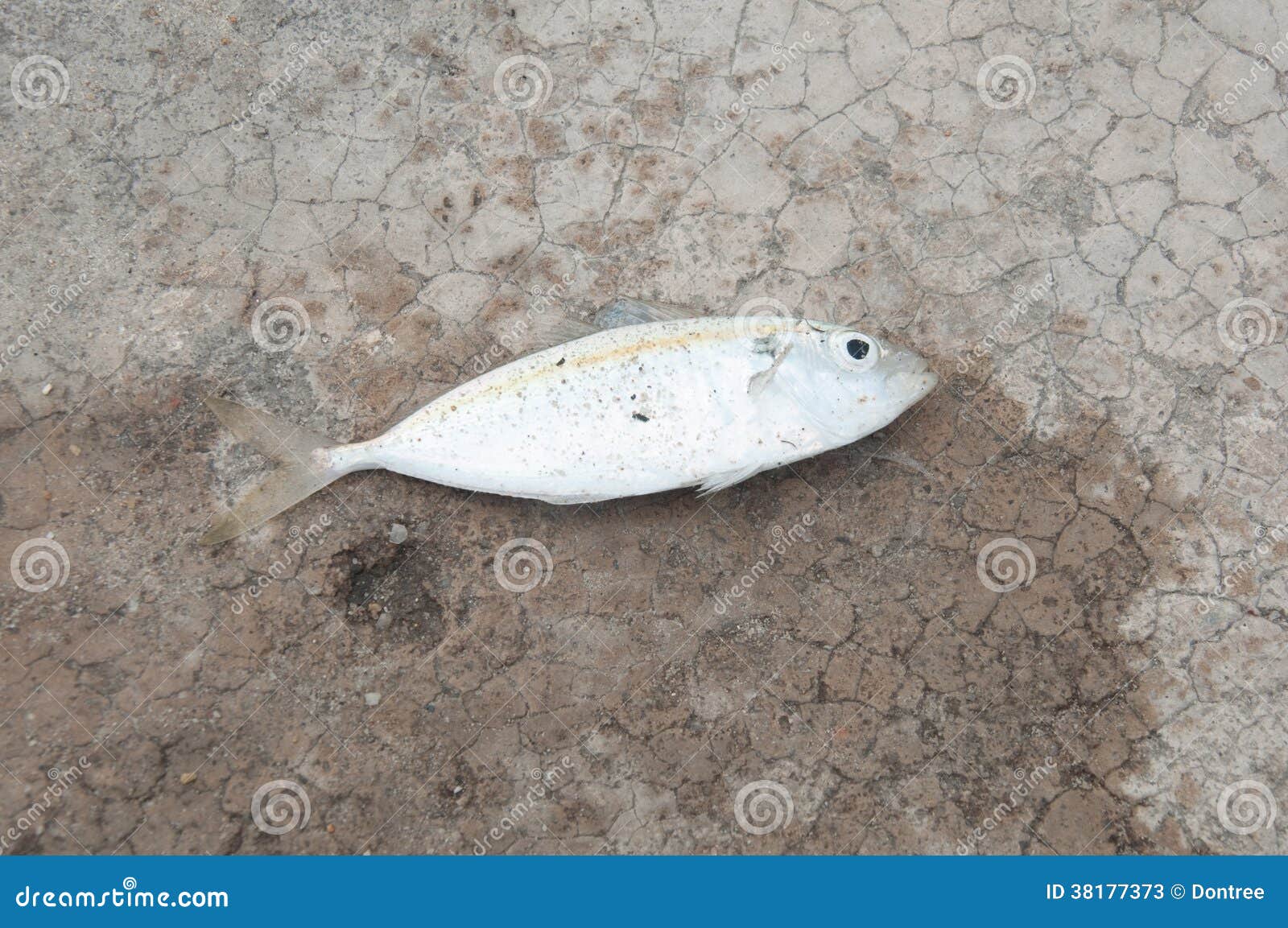 Yellow stripe trevally stock image. Image of natural - 38177373