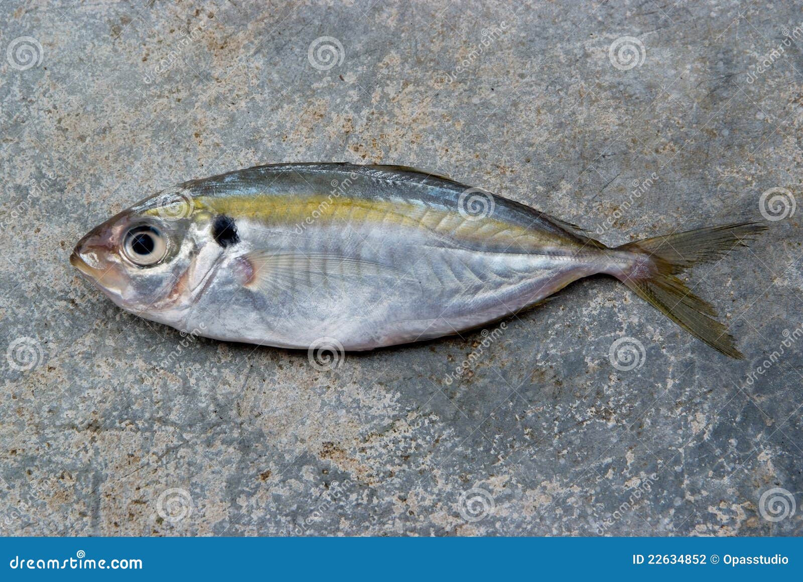 The Yellow Stripe Trevally Fish Stock Photo - Image of fishery, head ...