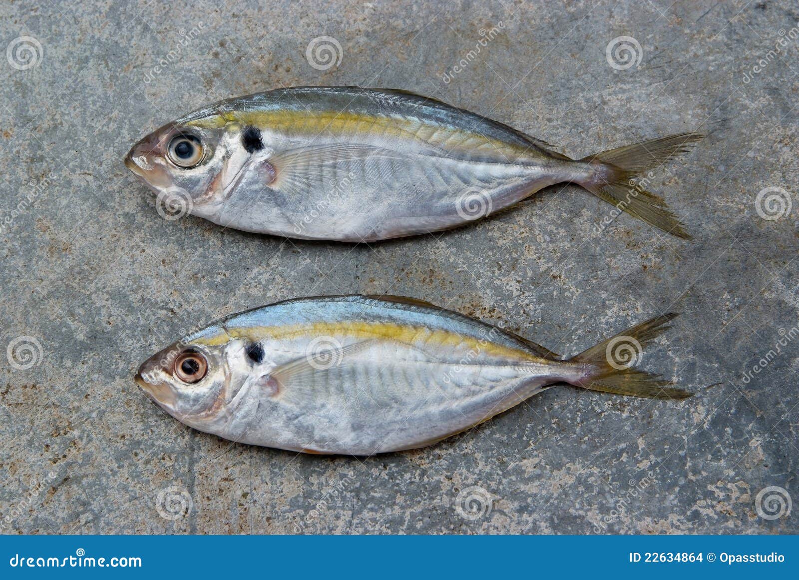 The Yellow Stripe Trevally Fish Stock Photo - Image of ingredient ...