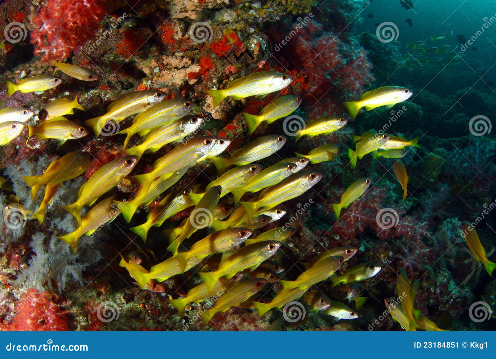 Yellow Stripe Trevally Fish Stock Image - Image of boat, aqua: 23184851