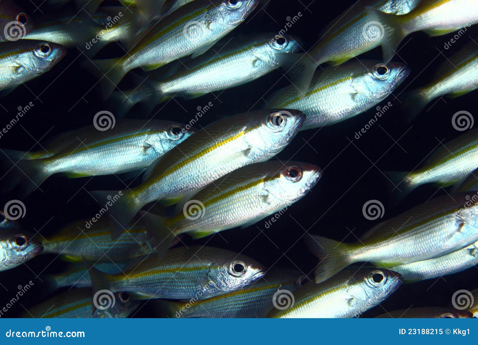 Yellow Stripe Trevally Fish Stock Image - Image of crystal ...