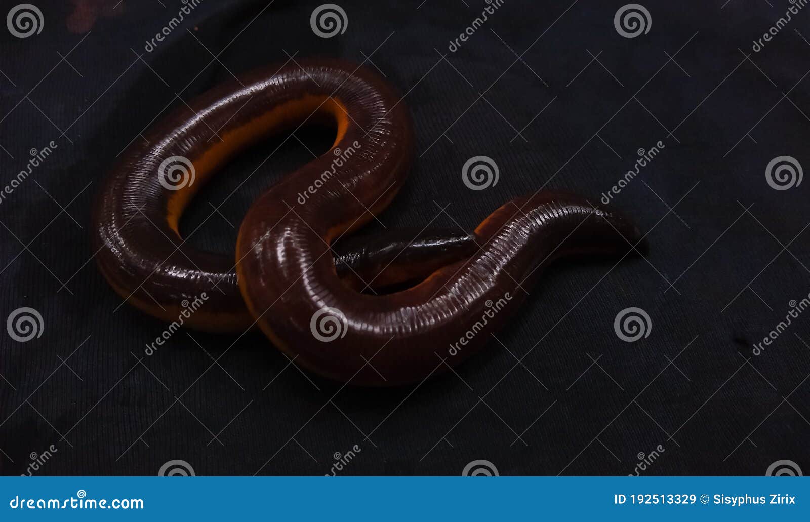 Yellow Striped Caecilian (Ichthyophis Beddomei) Stock Image - Image of ...