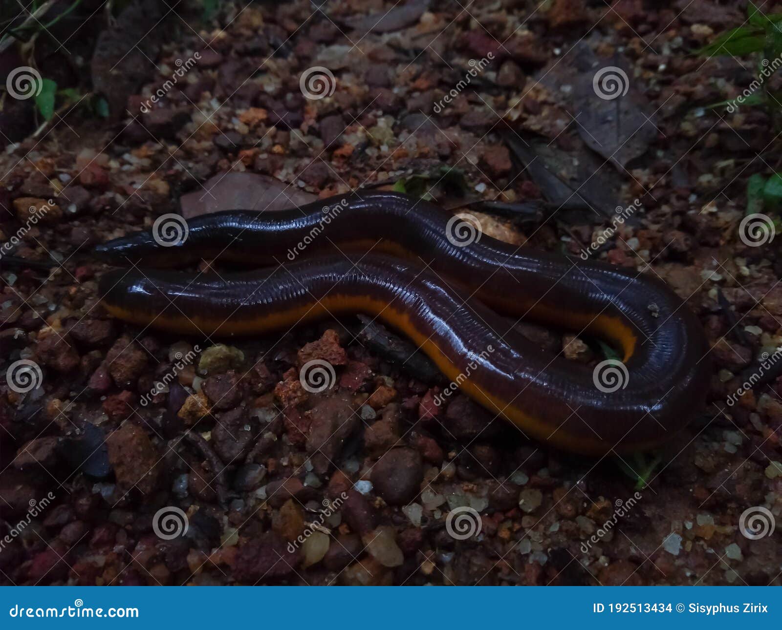 Striped Caecilian Stock Photos - Free & Royalty-Free Stock Photos from ...