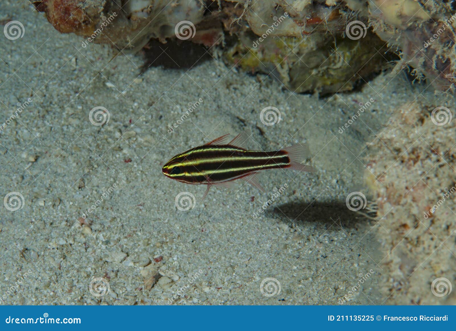 Apogon Sp Stock Photos - Free & Royalty-Free Stock Photos from Dreamstime