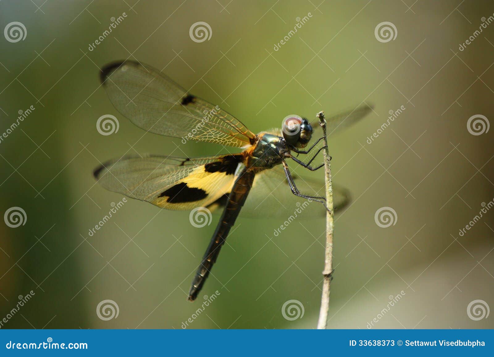 Yellow-striped Flutterer stock image. Image of wings - 33638373