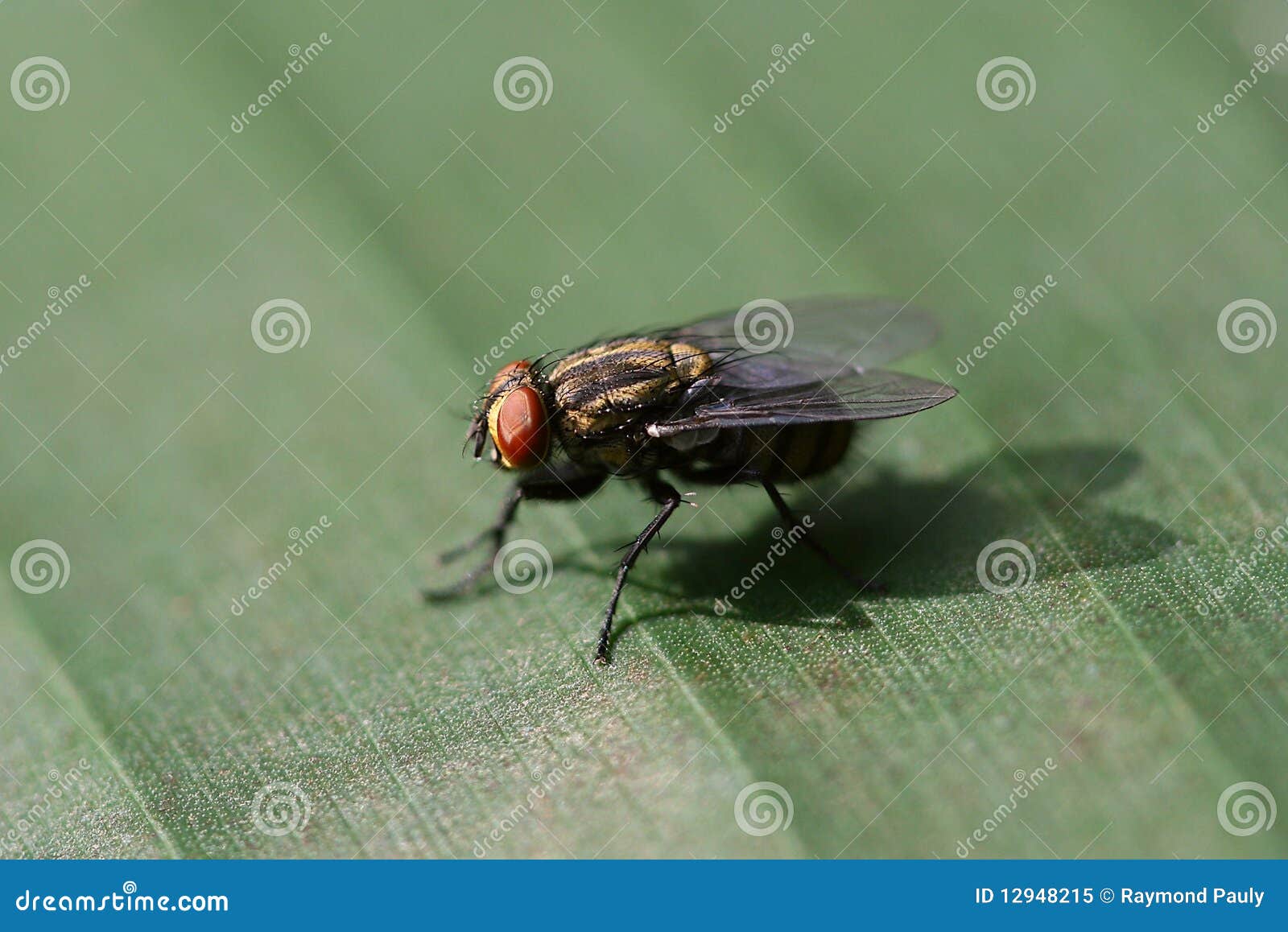 Yellow Striped Fly stock image. Image of wings, leaf - 12948215
