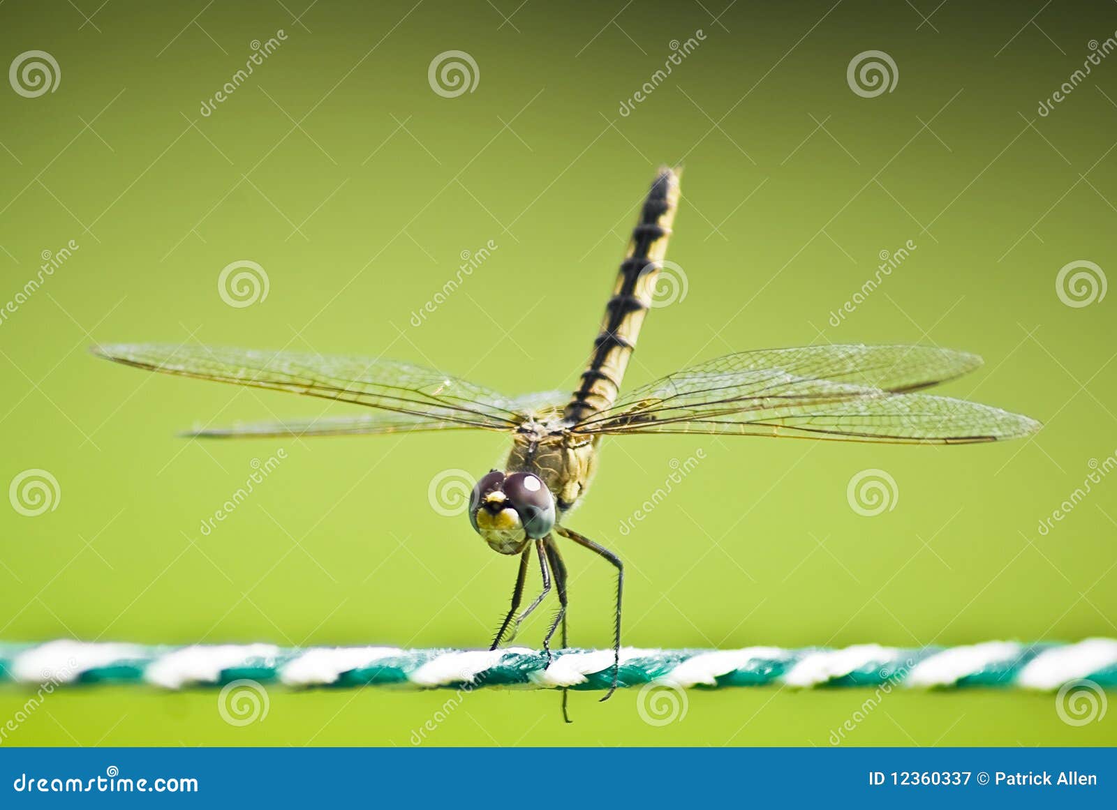 Yellow Striped Hunter Dragonfly on a Ski Rope Stock Image - Image of ...