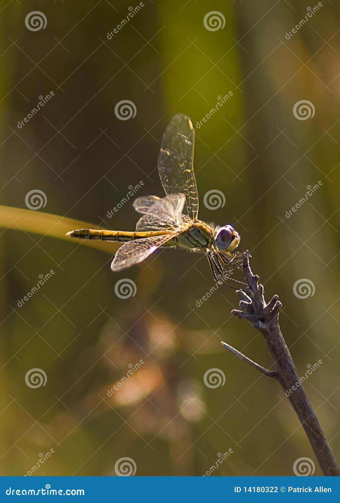 Yellow Striped Hunter Dragonfly on a Twig Stock Photo - Image of lake ...