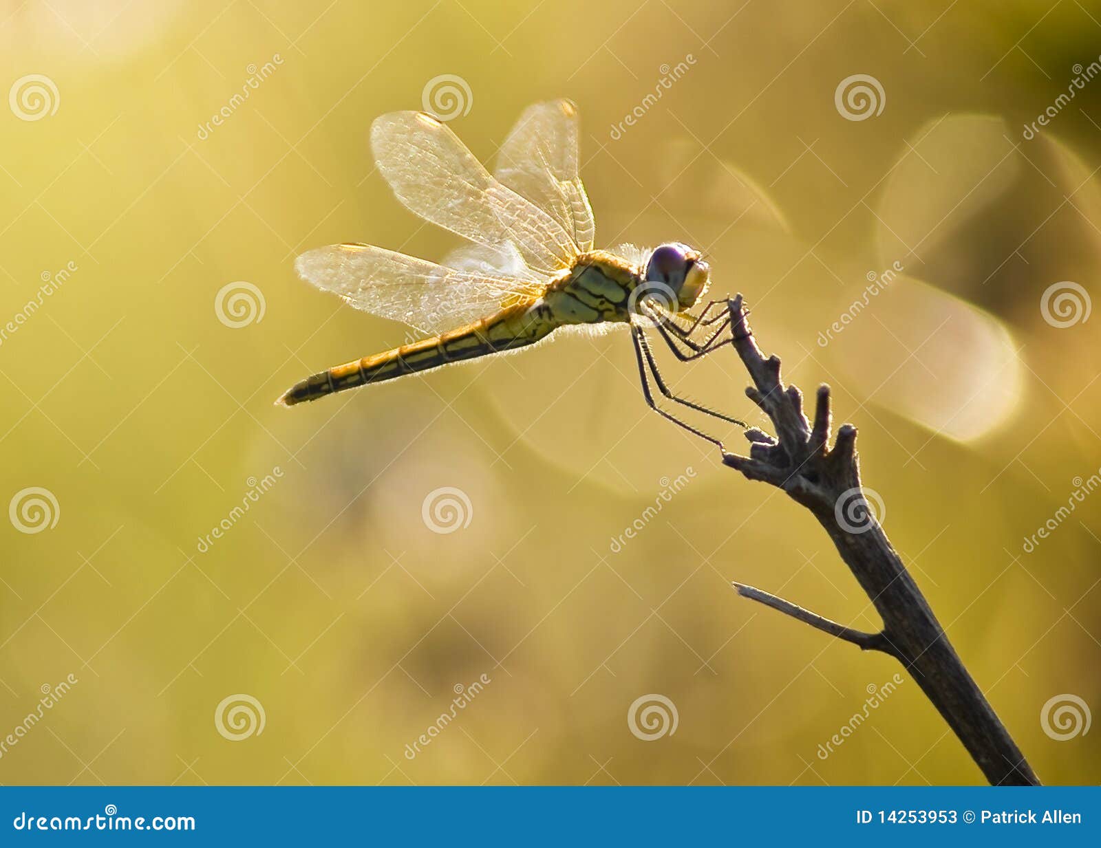 Yellow Striped Hunter Dragonfly on a Twig Stock Image - Image of pair ...