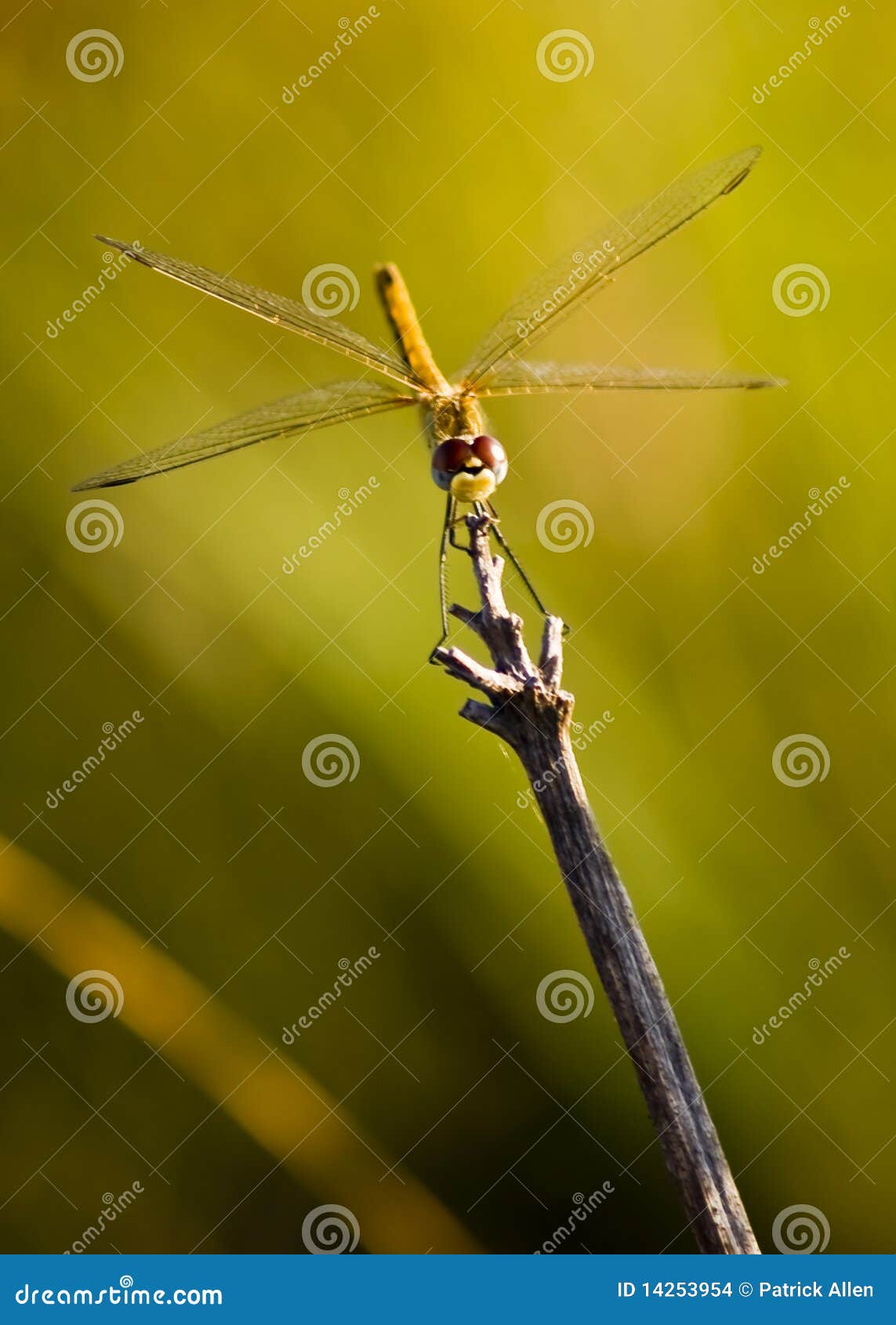 Yellow Striped Hunter Dragonfly on a Twig Stock Photo - Image of close ...