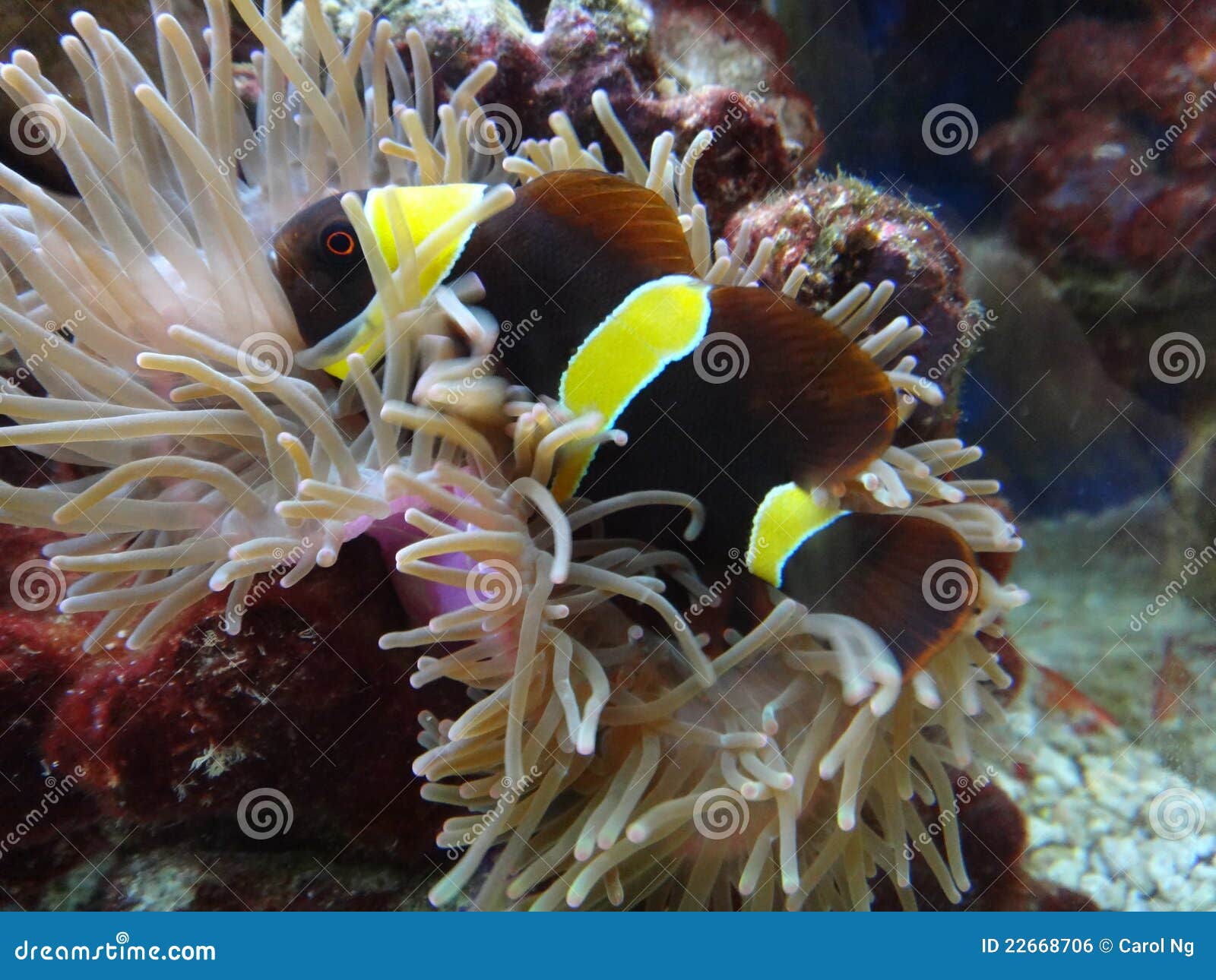 Yellow-striped Maroon Clownfish Stock Photo - Image of striped, marine ...