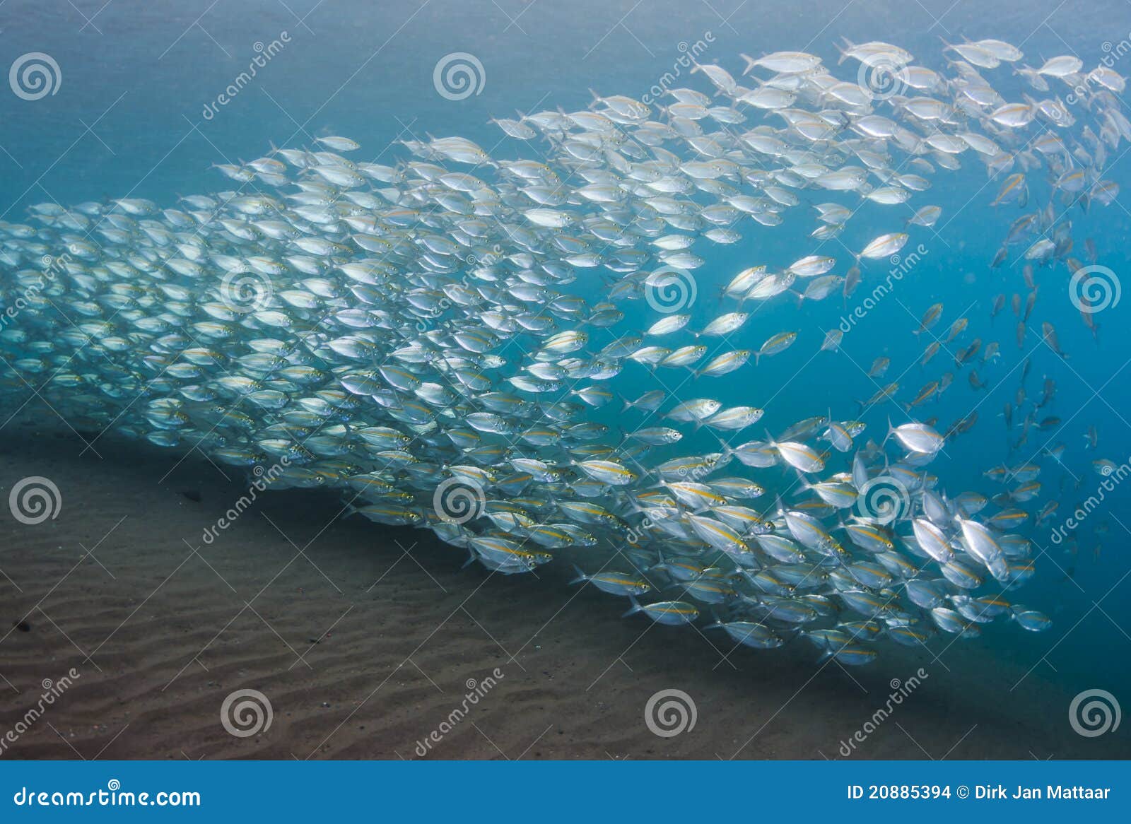 Yellow striped scad stock photo. Image of sand, water - 20885394