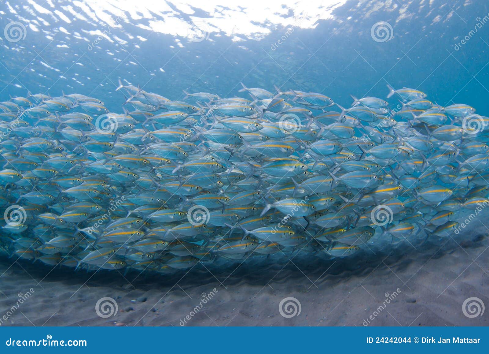 Yellow-striped scad stock photo. Image of school, tropical - 24242044