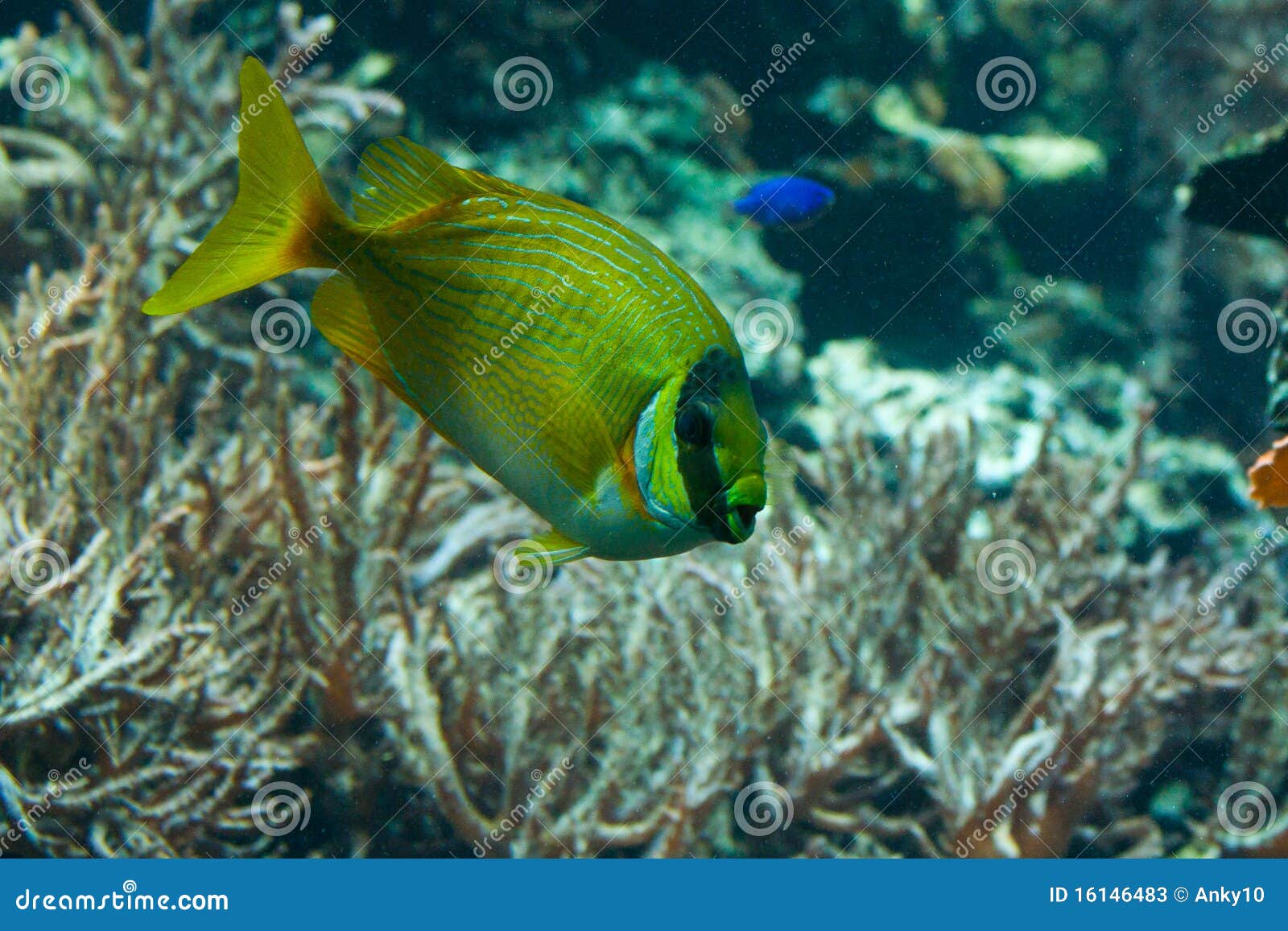 Yellow Striped Tang stock image. Image of fish, exotic - 16146483