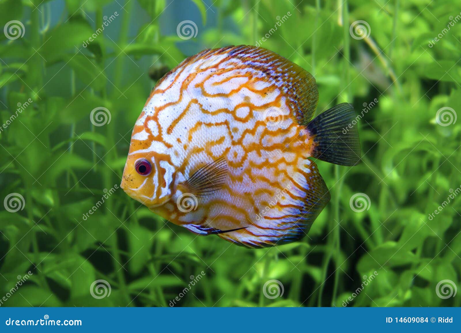 Yellow stripped discus stock photo. Image of exoticism - 14609084
