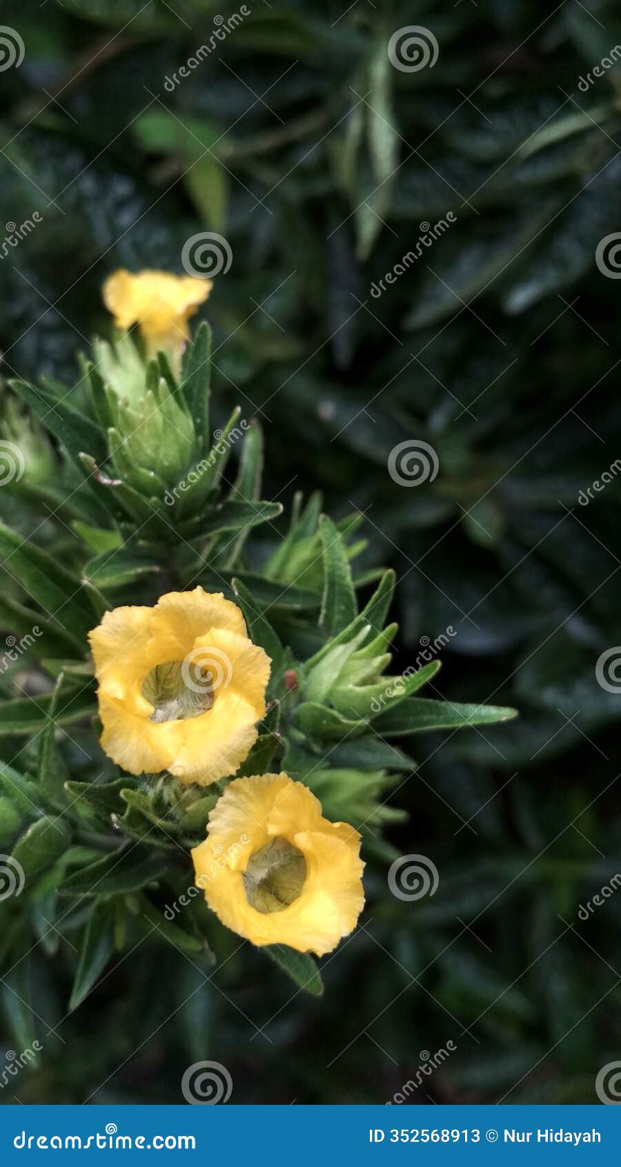 Yellow Strobilanthes Crispus Flowers. Stock Image - Image of crispus ...