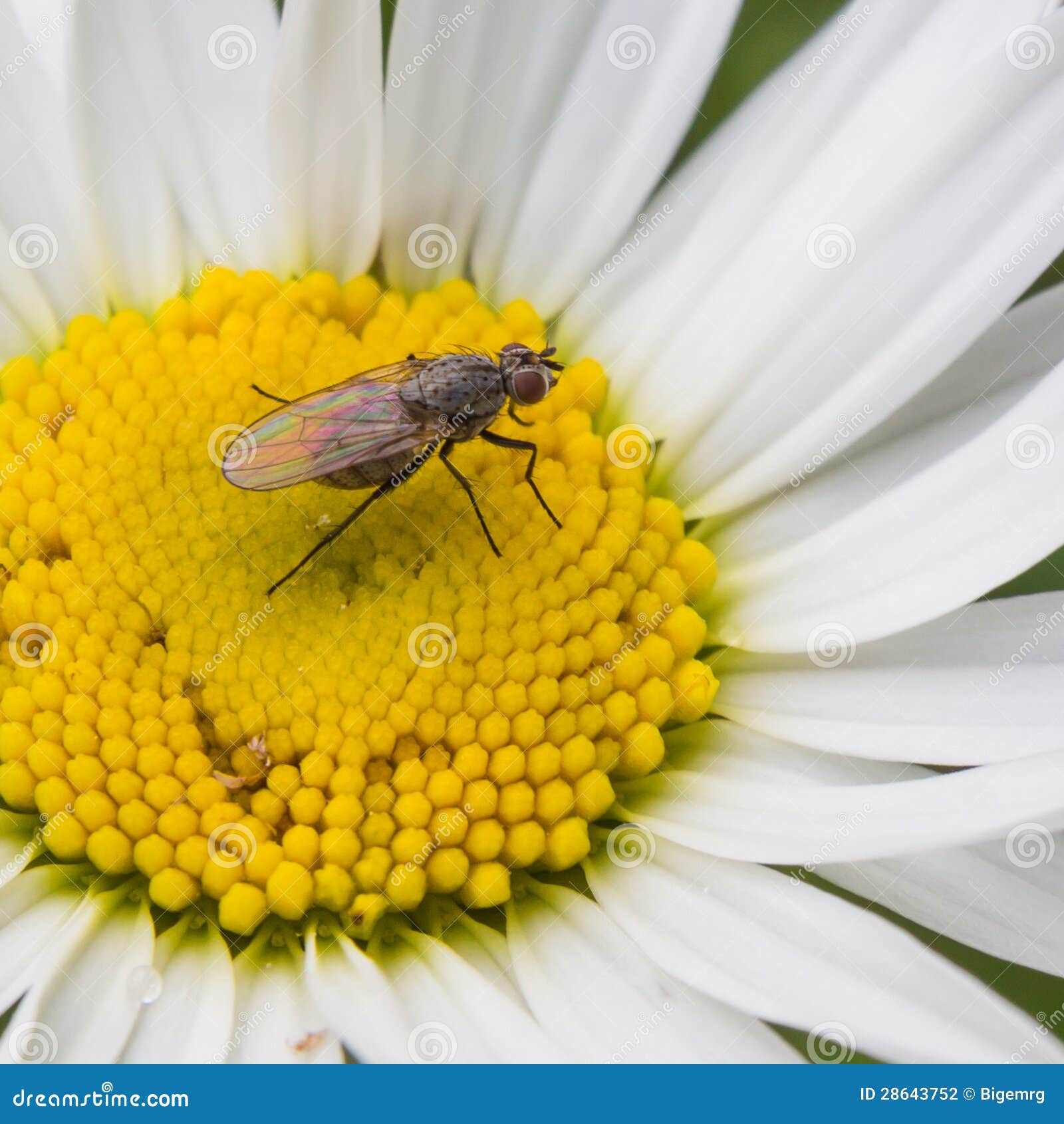 In the Yellow Stuff stock photo. Image of hairy, nature - 28643752