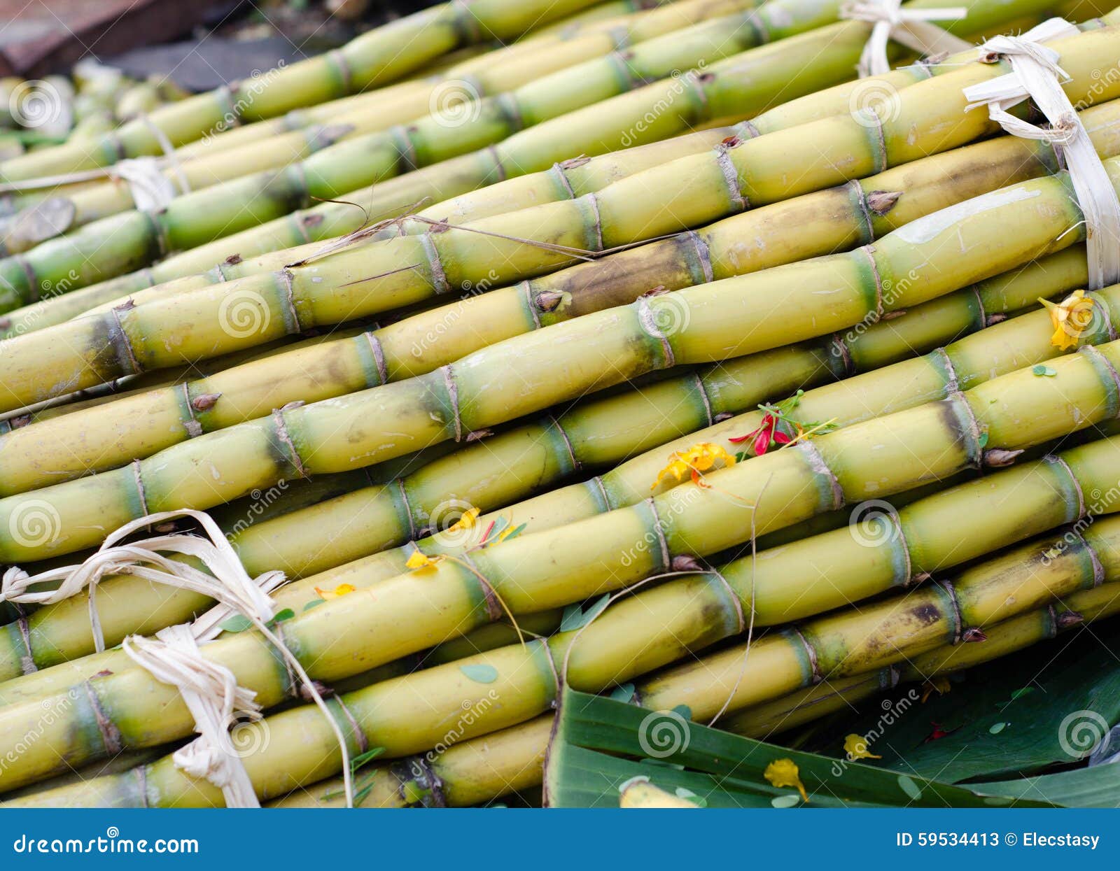 Yellow Sugar Cane on Asian Market Stock Image - Image of agriculture ...