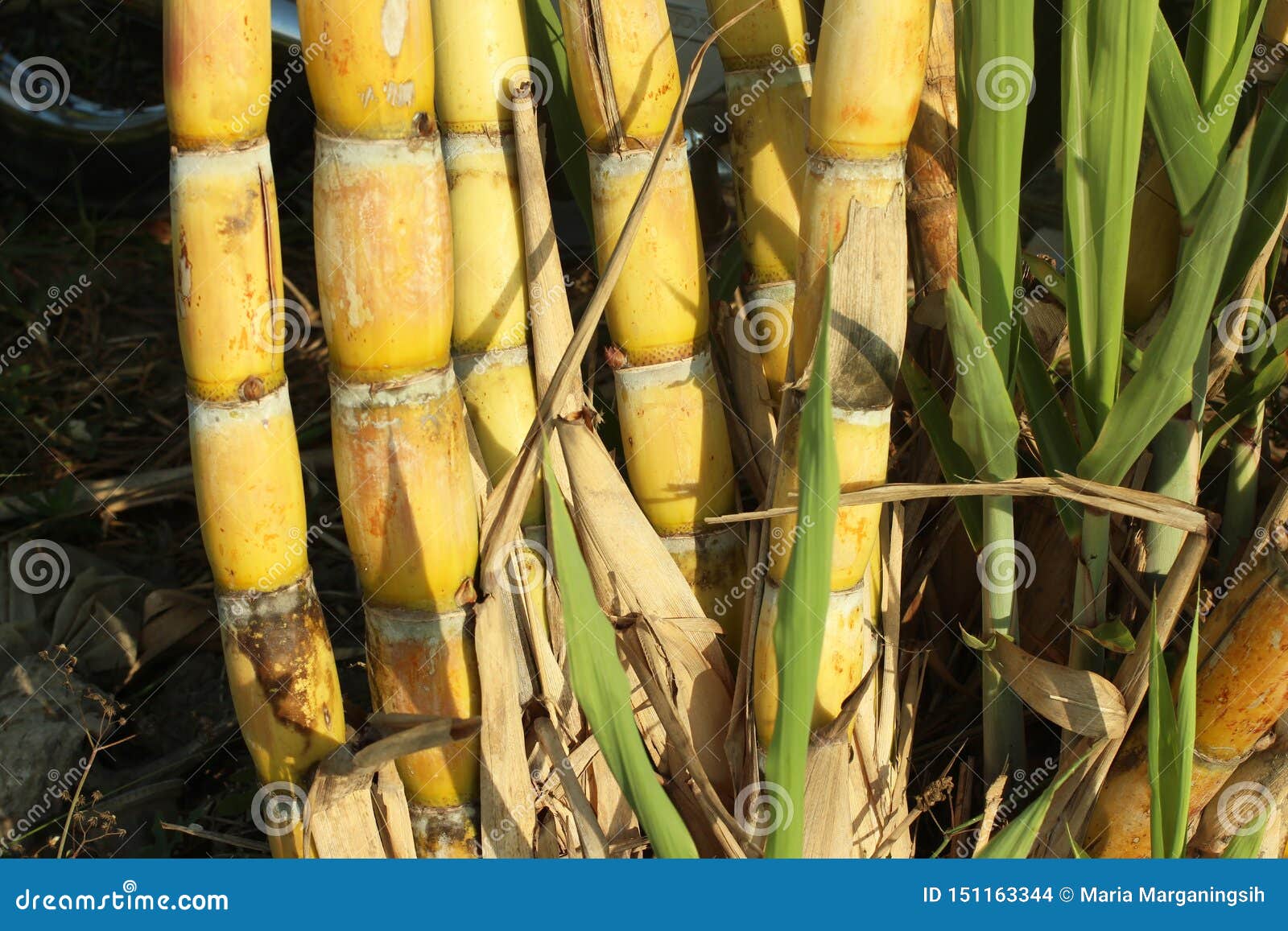 Yellow Sugar Cane Trees. Fresh Sugar Cane in the Field Closeup Stock ...