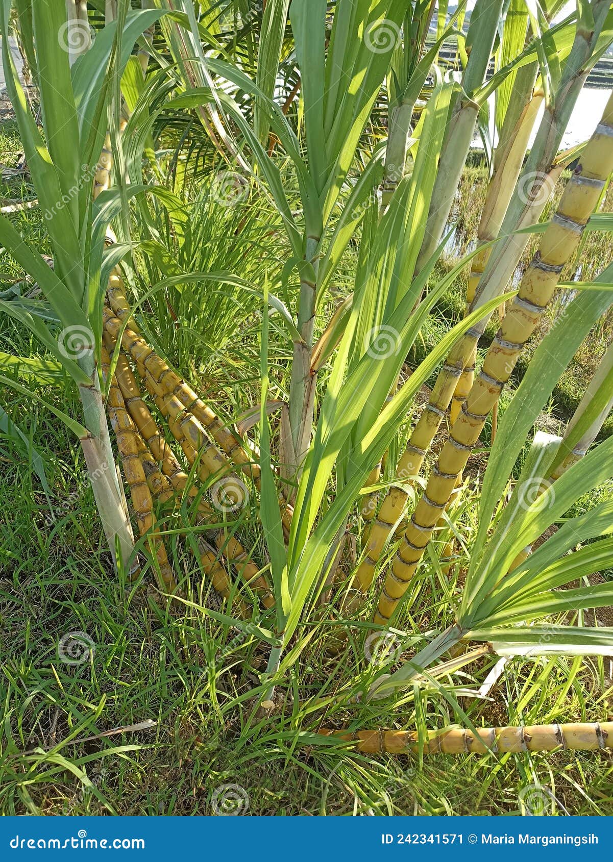Yellow Sugar Cane Trees. Fresh Sugar Cane Tree Growth in the Field ...