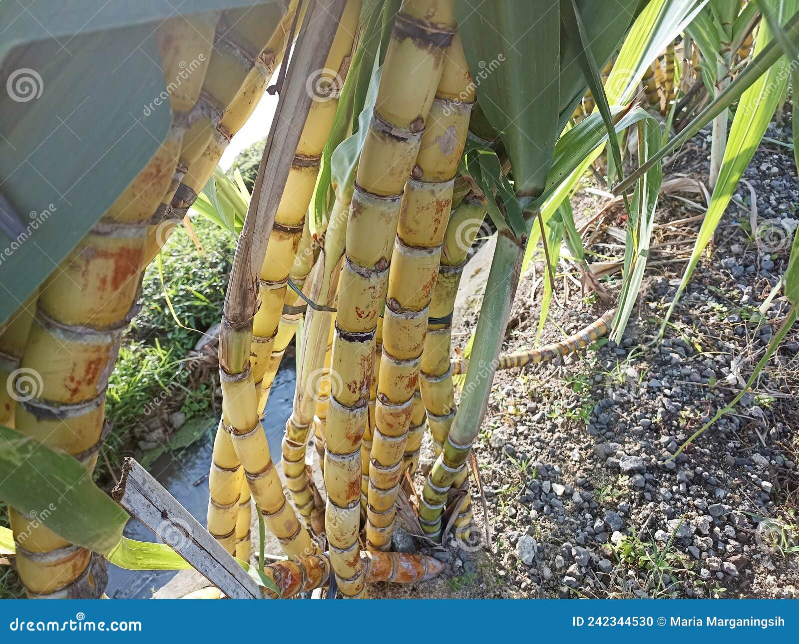 Yellow Sugar Cane Trees. Fresh Sugar Cane Tree Growth in the Field ...
